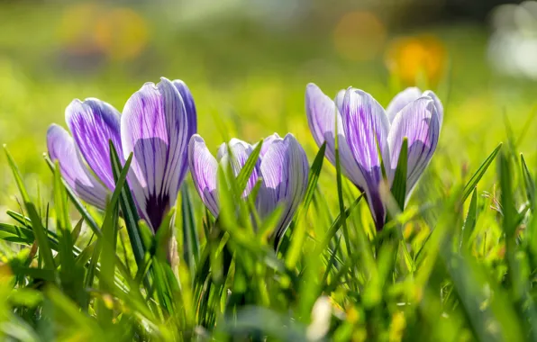 Wallpaper spring, crocuses, flowering for mobile and desktop, section ...