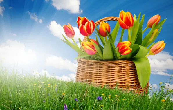 Wallpaper the sun, basket, bouquet, spring, tulips, sunshine, sky ...