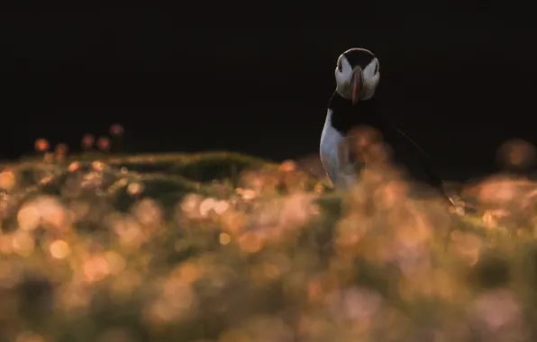 Wallpaper light, bird, black background, stalled, bokeh for mobile and ...