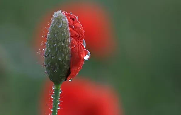 Wallpaper nature, background, Mac for mobile and desktop, section цветы ...