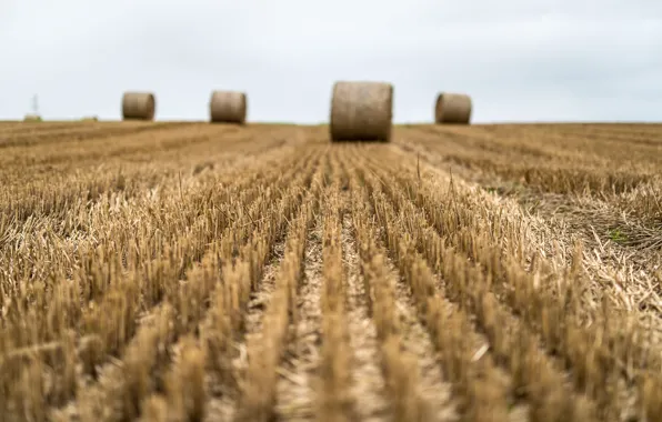 Download wallpaper field, nature, hay, section nature in resolution ...