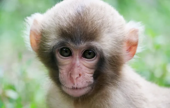 Download wallpaper muzzle, monkey, monkey, section animals in ...