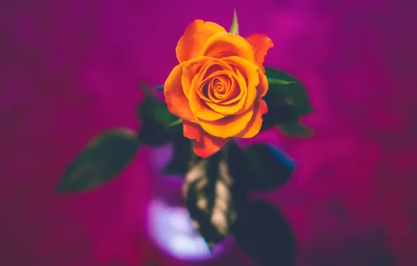 Wallpaper background, paint, rose, color, petals, Bud for mobile and ...