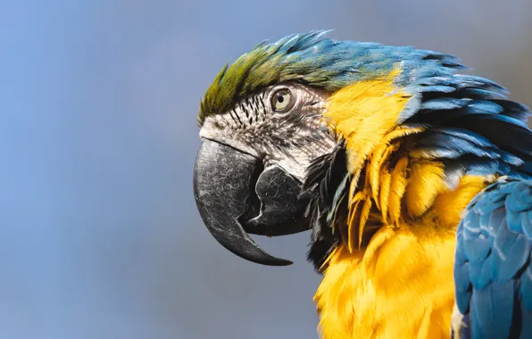 Wallpaper look, light, background, bird, portrait, parrot, profile, Ara ...