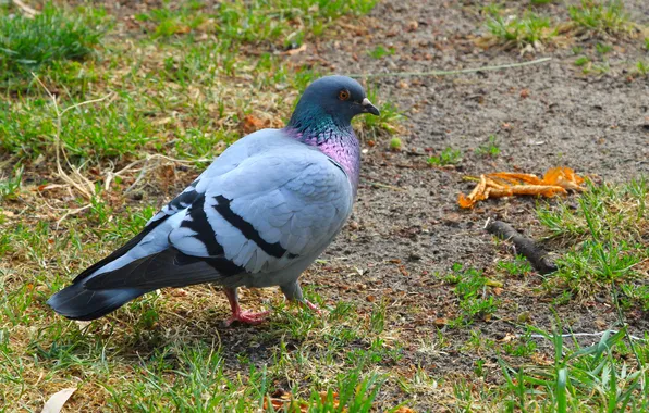 Download wallpaper bird, fly, pigeon, section nature in resolution ...