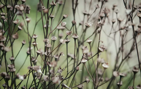 Wallpaper autumn, plant, plants, seeds, a dry plant for mobile and ...