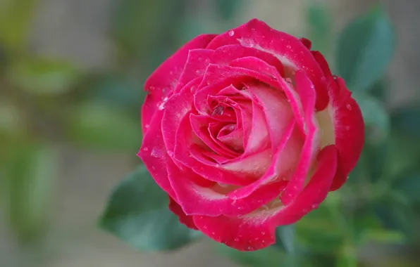 Download wallpaper macro, rose, Bud, bokeh, section flowers in ...