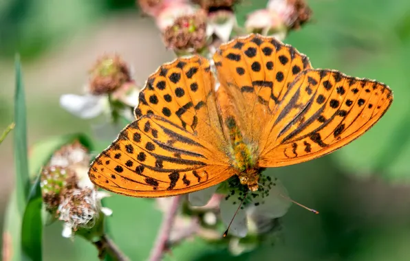 Wallpaper butterfly, wings, beautiful, closeup for mobile and desktop ...