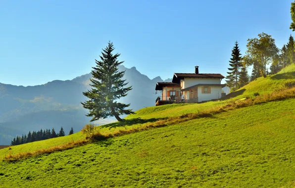 Wallpaper greens, forest, grass, the sun, trees, mountains, slope ...