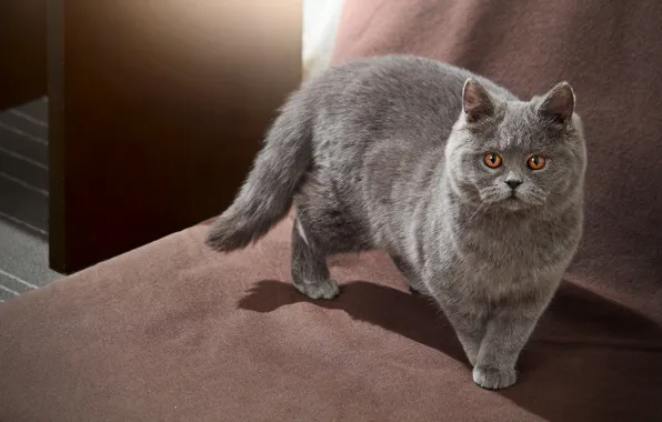 Download wallpaper cat, cat, look, pose, face, section cats in ...