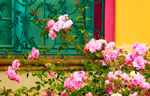 Wallpaper flower, pink, garden, roses for mobile and desktop, section ...