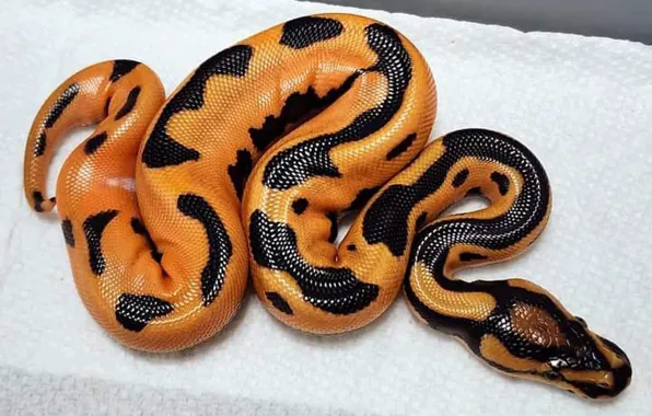 Wallpaper snake, nature, animal, python for mobile and desktop, section ...