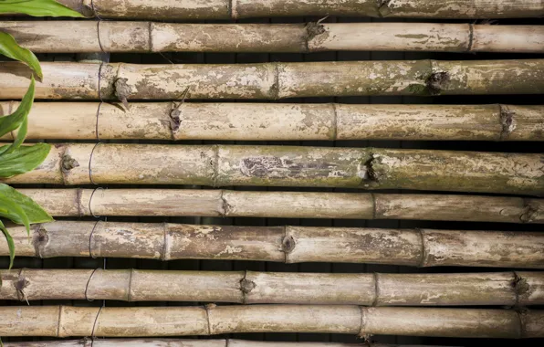 Download wallpaper leaves, background, bamboo, section textures in ...