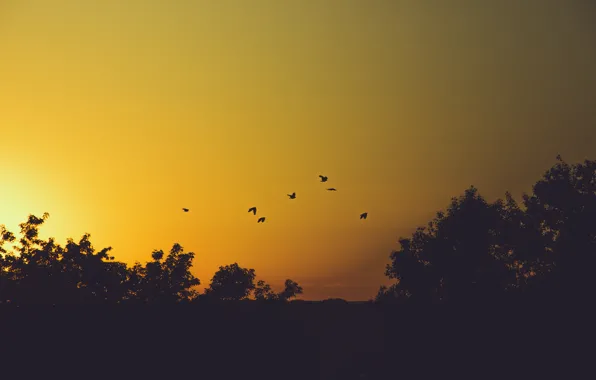 Download wallpaper landscape, sunset, birds, nature, section landscapes ...