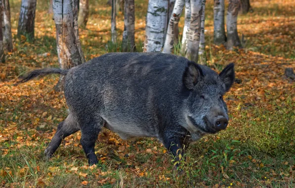 Wallpaper autumn, forest, boar for mobile and desktop, section животные ...