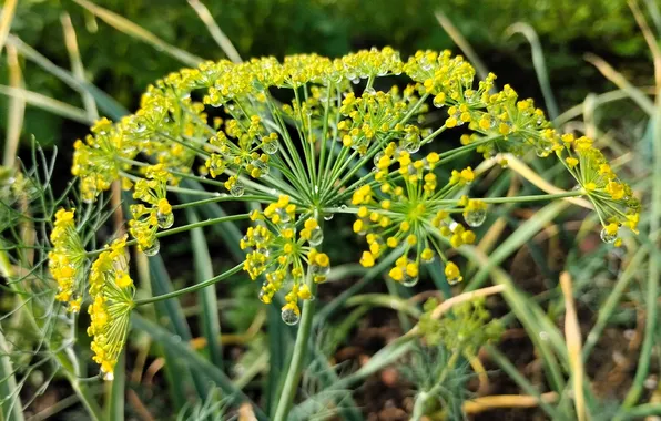 Wallpaper summer, drops, dill, blurred background for mobile and ...