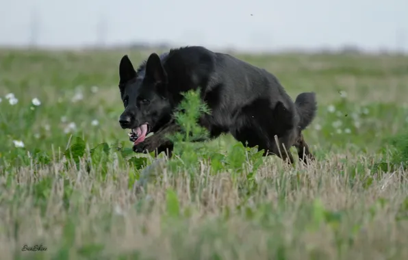 Download wallpaper animals, dogs, black shepherd, section dog in ...