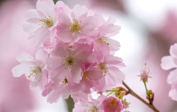 Wallpaper pink, branch, spring, Sakura for mobile and desktop, section цветы, resolution ...