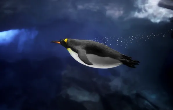 Wallpaper bird, friendship, penguin, Antarctica images for desktop ...