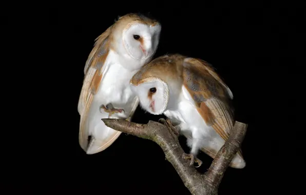 Wallpaper birds, nature, Barn Owls for mobile and desktop, section ...