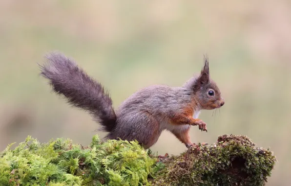 Download wallpaper nature, pose, background, moss, legs, protein, tail ...