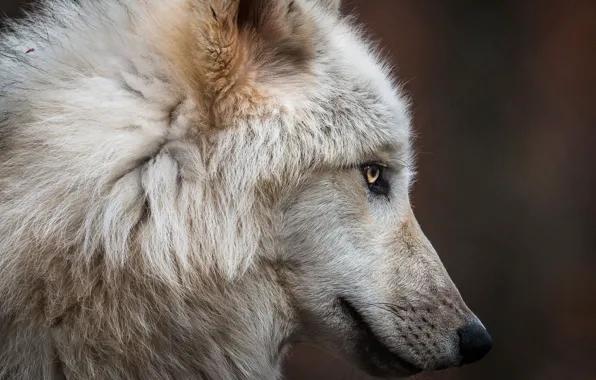 Wallpaper nature, predator, face, animal, wolf, wildlife, polar wolf ...