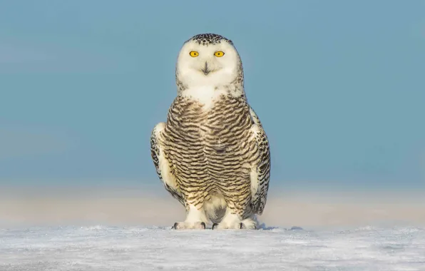 Download wallpaper eyes, winter, snow, snowy owl, section animals in ...