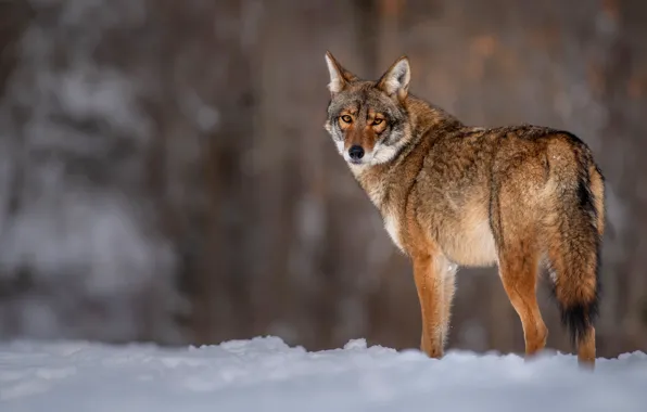 Wallpaper winter, look, face, snow, nature, pose, wolf images for ...