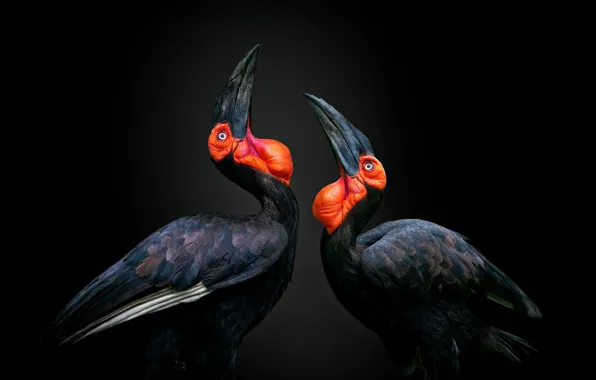 Download wallpaper look, birds, pose, beak, pair, black background, two ...