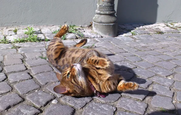 Wallpaper cat, street, pavers, lies, spotted, tumble images for desktop ...