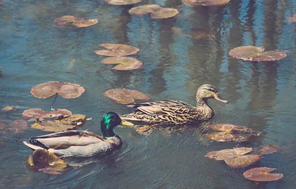 Wallpaper summer, lake, couple, ducks for mobile and desktop, section ...