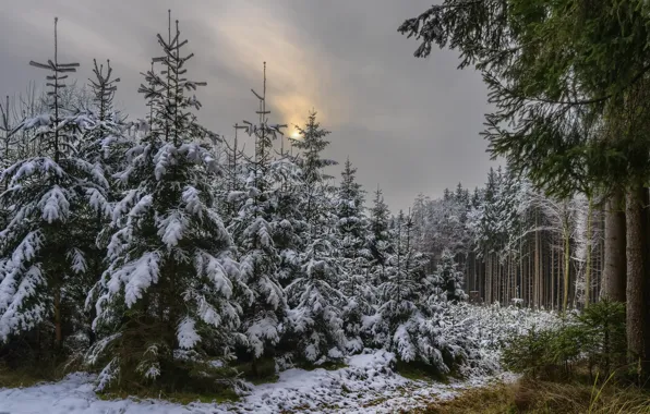 Wallpaper winter, forest, nature for mobile and desktop, section ...