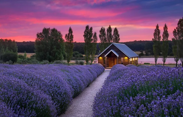 Wallpaper flowers, lights, house, the evening, house, lavender ...