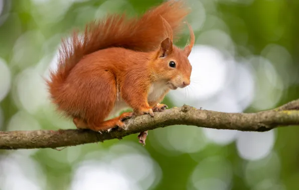Wallpaper look, nature, pose, foliage, branch, protein, red, rodent for ...