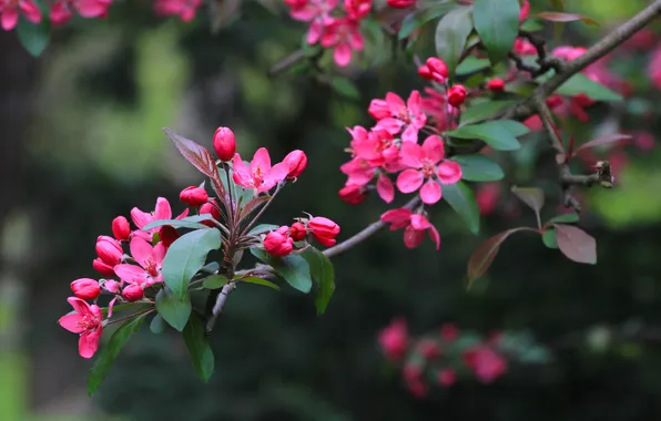 Wallpaper flower, spring, twig, fruit tree for mobile and desktop ...