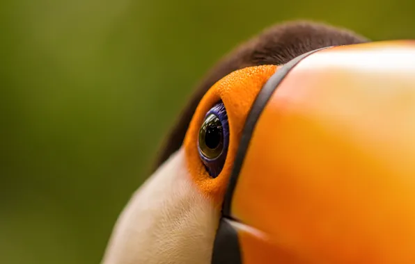 Wallpaper macro, eyes, bird, beak, Toucan images for desktop, section ...