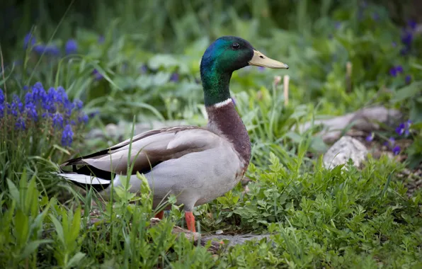 Wallpaper nature, duck, Drake for mobile and desktop, section животные ...