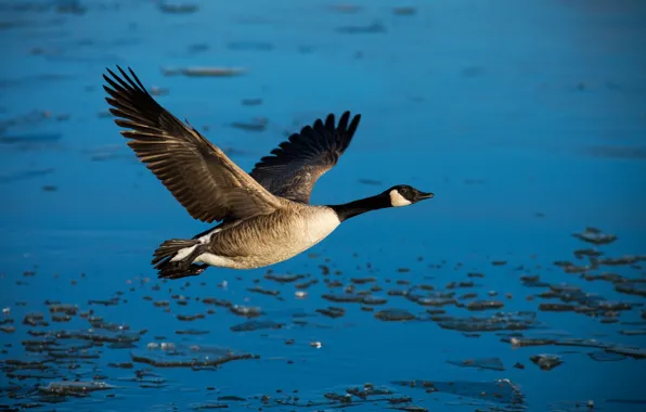 Download wallpaper freedom, water, bird, wings, flight, duck, section ...