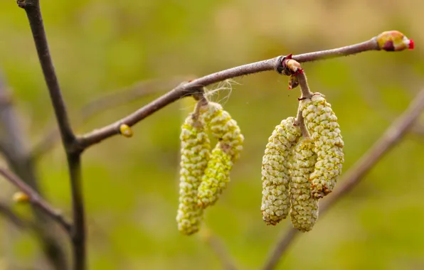Wallpaper autumn, tree, hanging, twig images for desktop, section ...