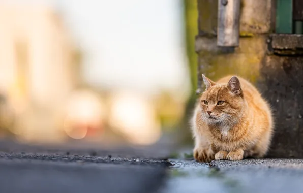 Wallpaper cat, cat, street, red images for desktop, section кошки ...