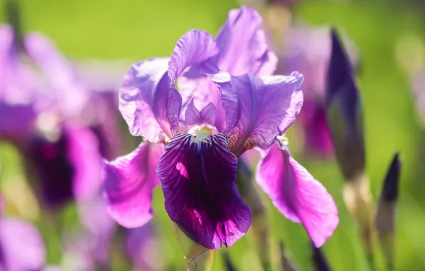 Wallpaper spring, pink, irises, lilac, bokeh, iris for mobile and ...