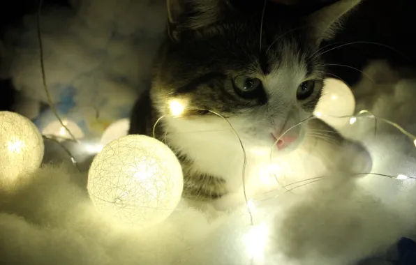 Download wallpaper cat, cat, light, holiday, Christmas, New year, light ...