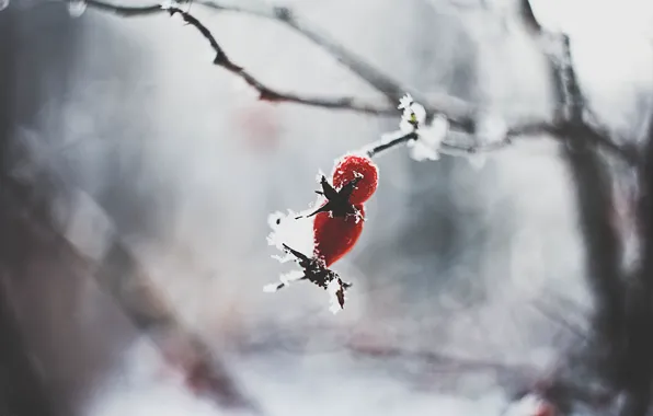 Wallpaper winter, snow, briar, red on white for mobile and desktop ...