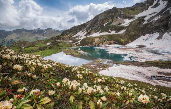Wallpaper flowers, mountains, lake, the slopes for mobile and desktop ...