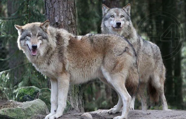 Download wallpaper predator, animal, wolf, wildlife, wolf pack, Canis ...