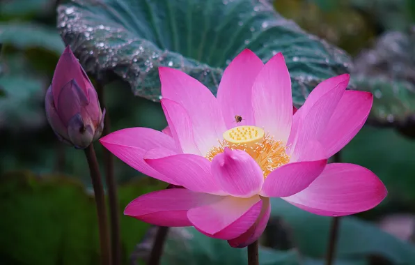 Wallpaper flower, leaves, drops, macro, flowers, nature, Rosa ...