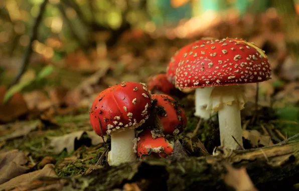 Wallpaper autumn, leaves, nature, mushrooms, Amanita, bokeh, family for ...