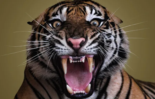 Wallpaper Look, Tiger, Mustache, Eyes, Evil, Fangs, Face, Predator for ...