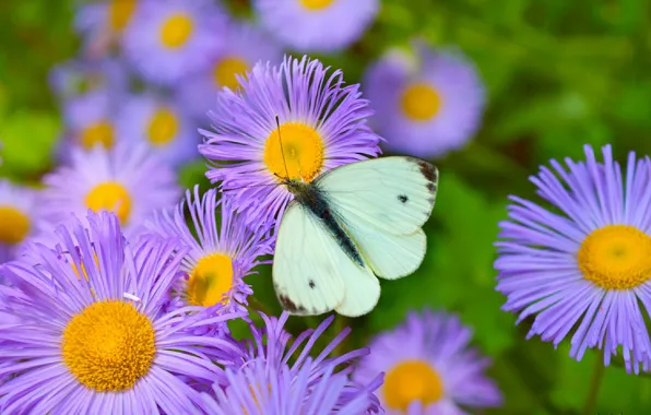 Download wallpaper Macro, Butterfly, Macro, Purple flowers, Butterfly ...