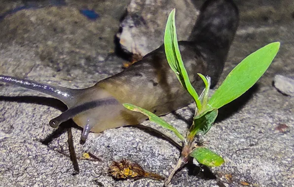 Wallpaper macro, night, Slugs for mobile and desktop, section макро ...